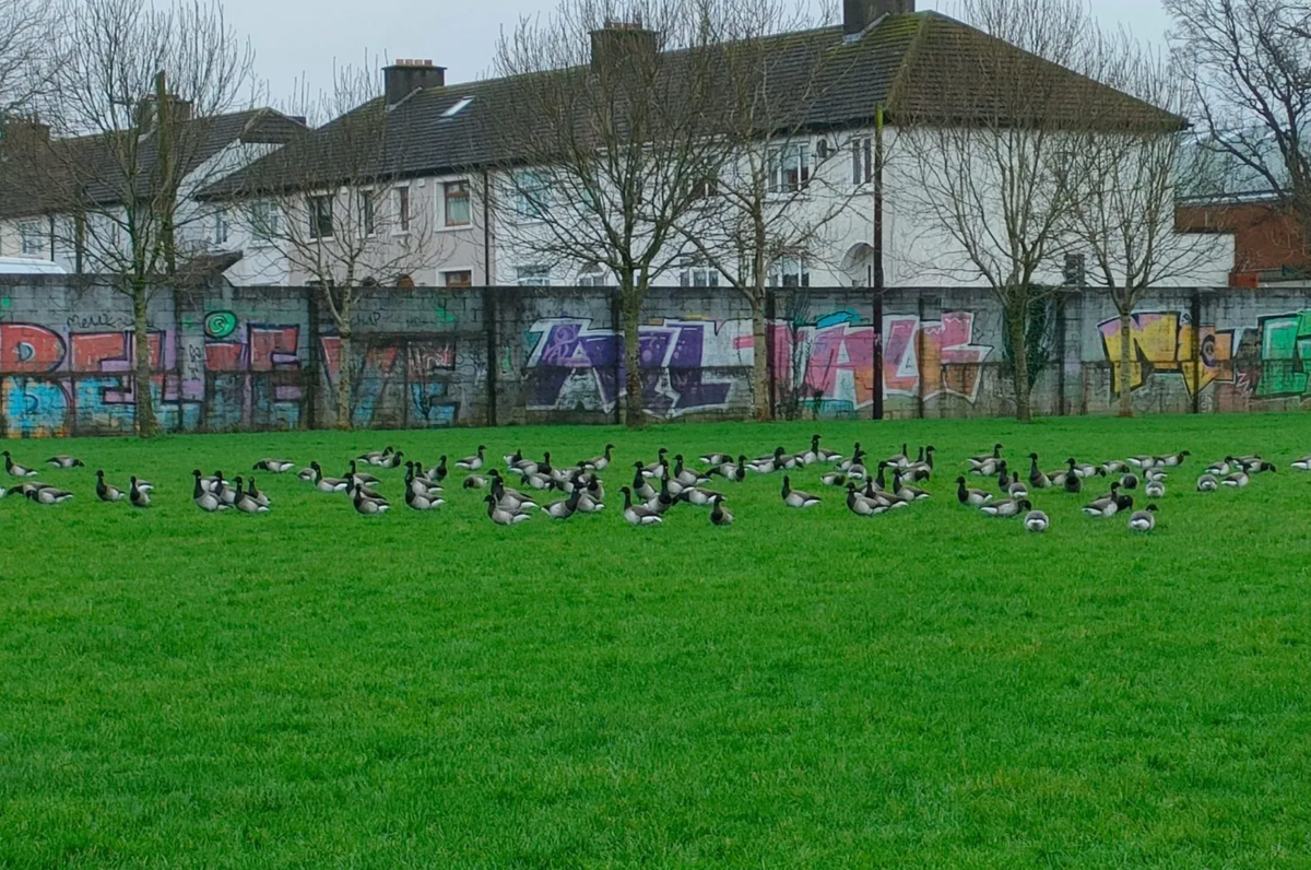 Stalled Martin Savage Park astroturf proposal can proceed, council chief says