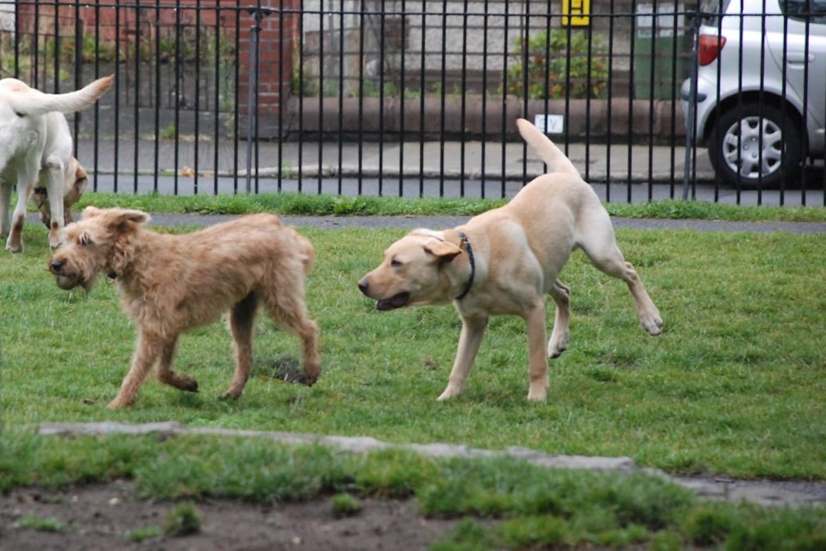 Council Seeks Organisation to Run a New Dog Shelter in the City ...